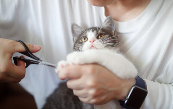 Comment couper les griffes de son chat