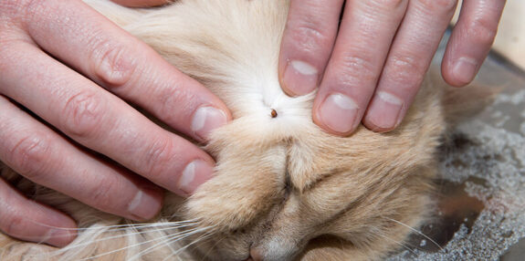 Parasites chez le chat : les signes à connaître et les solutions