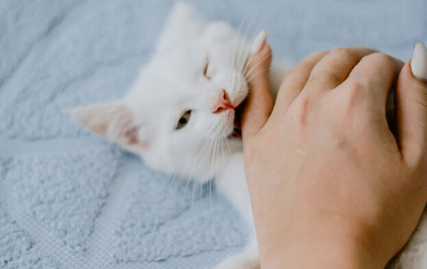 Comment interpréter ces comportements de mon chat