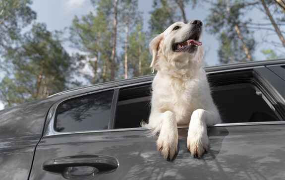 Transport d'animal en voiture : que dit la loi